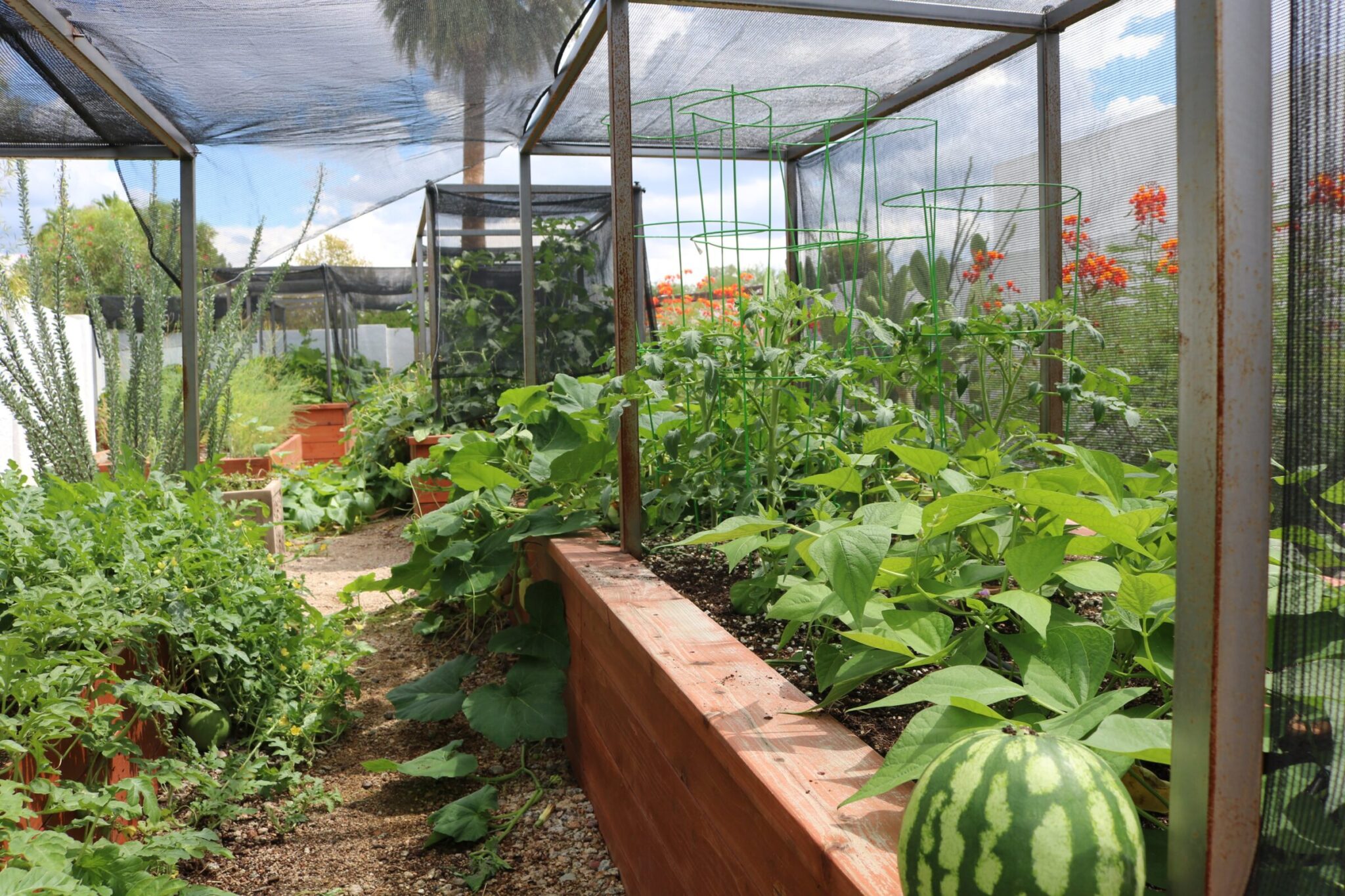 Tucson Botanical Gardens - Your Urban Oasis in the heart of Tucson